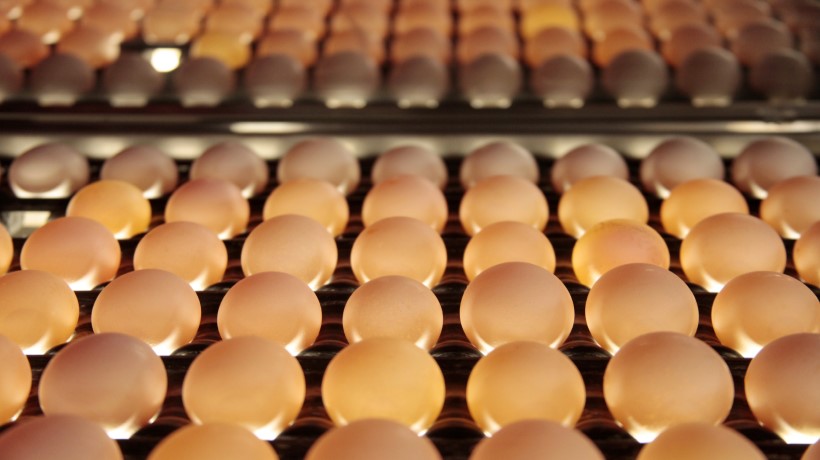 Revolutionizing Egg Production: An AI-Based Optical I - 研华